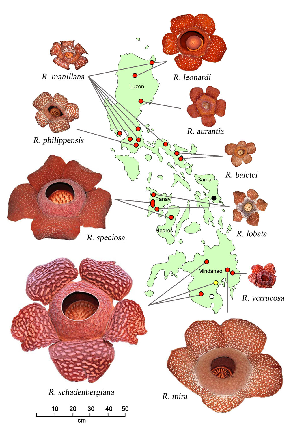 Index www parasiticplants siu edu 