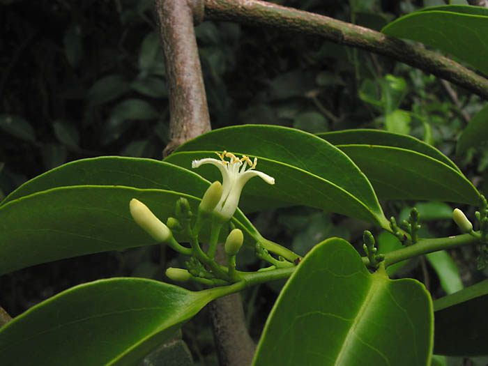 Parasitic Plant Connection - Olacaceae